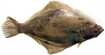 Learn About the California Flounder – Fishing | Guidesly