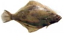 Learn About the California Flounder – Fishing | Guidesly