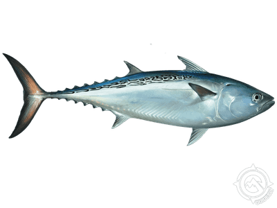 Learn About the Little Tunny – Fishing | Guidesly