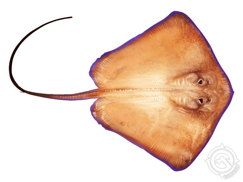 Learn About the Southern Stingray – Fishing