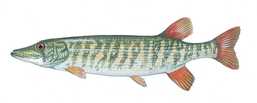 Learn About the Redfin Pickerel – Fishing