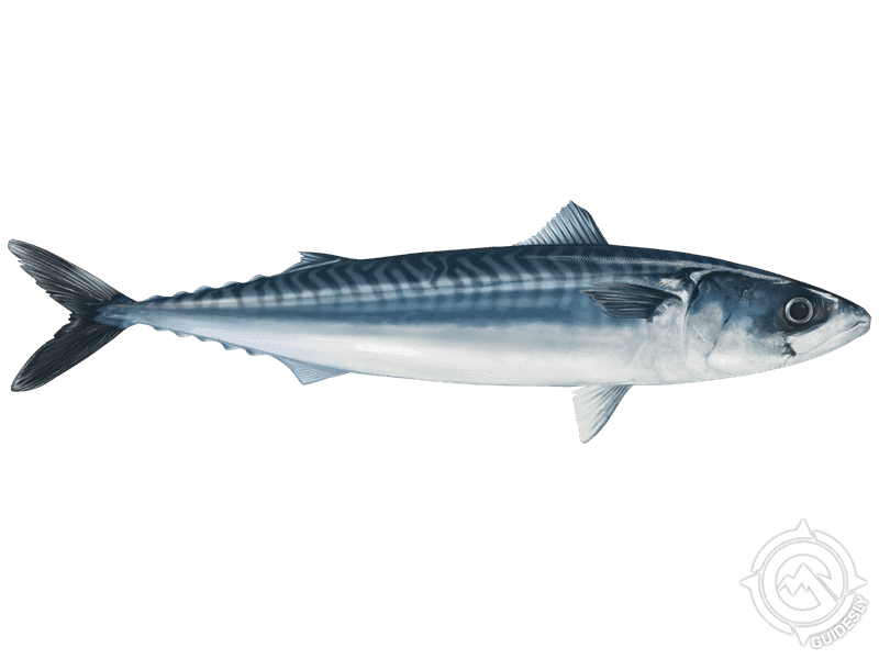 Learn About the Atlantic Mackerel – Fishing | Guidesly