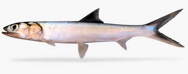 Learn About the Machete – Fishing