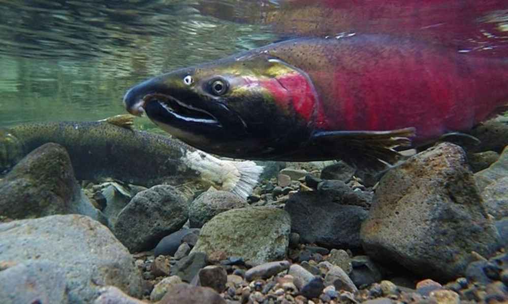 Why Is Salmon Special? | Guidesly