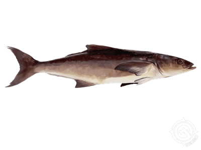 Learn About the Cobia – Fishing