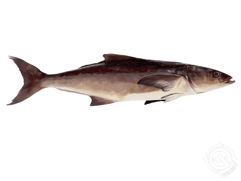 Learn About the Cobia – Fishing