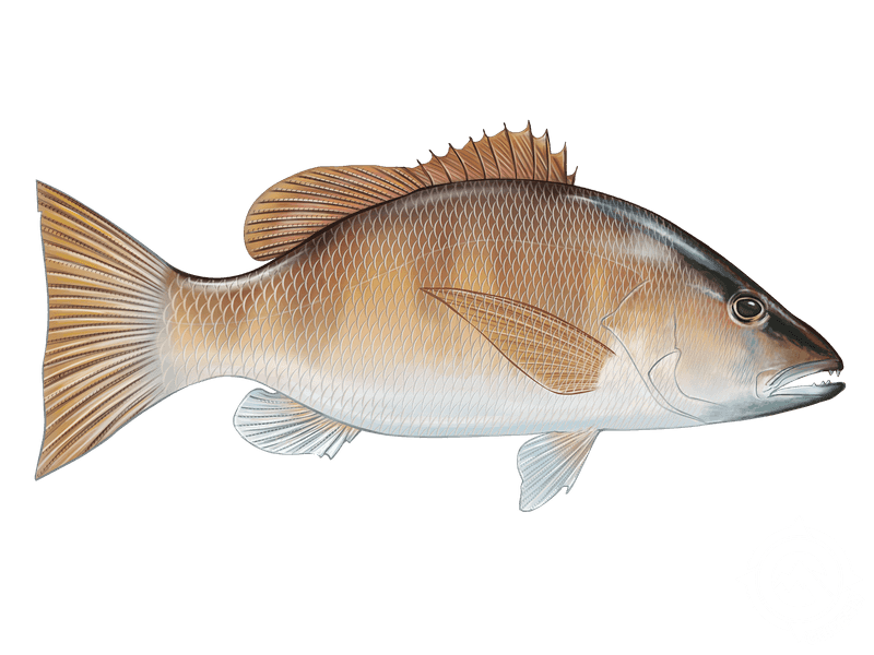 Learn About the Grey Snapper – Fishing