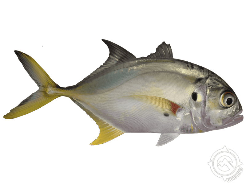 Learn About the Crevalle Jack – Fishing | Guidesly