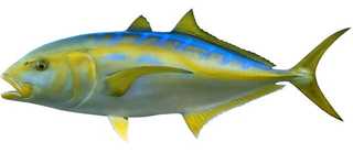 Learn About the Yellow Jack – Fishing