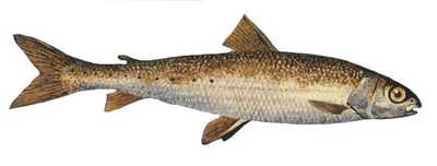 Learn About the Round Whitefish – Fishing