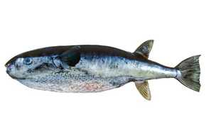 Learn About the Oceanic Puffer – Fishing