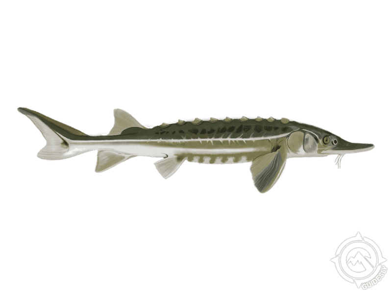 Learn About the Green Sturgeon – Fishing