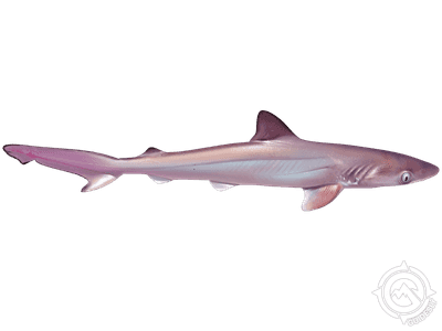Learn About the Atlantic Sharpnose Shark – Fishing