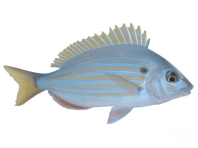 Learn About the Pinfish – Fishing