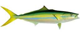 Learn About the Rainbow Runner – Fishing