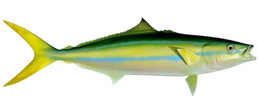 Learn About the Rainbow Runner – Fishing