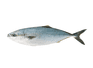 Learn About the Longfin Yellowtail – Fishing | Guidesly