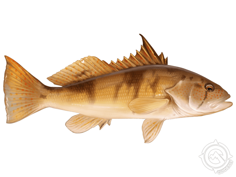 Learn About the Barred Sand Bass – Fishing