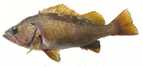Learn About the Yellowtail Rockfish – Fishing | Guidesly