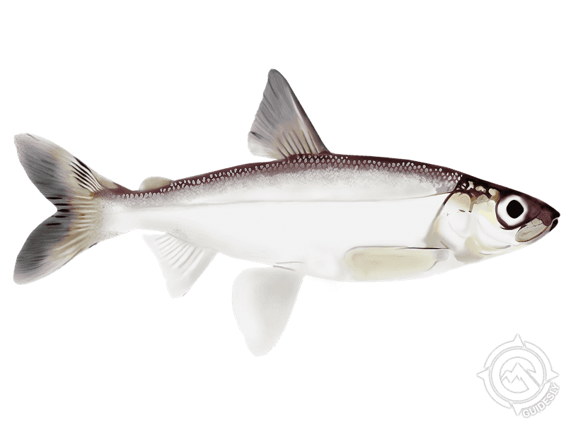 Learn About the Cisco – Fishing