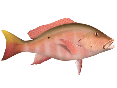 Learn About the Mutton Snapper – Fishing | Guidesly