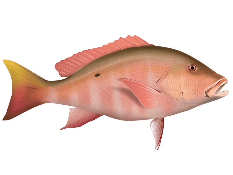 Learn About the Mutton Snapper – Fishing | Guidesly