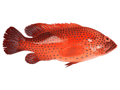 Learn About the Red Grouper – Fishing