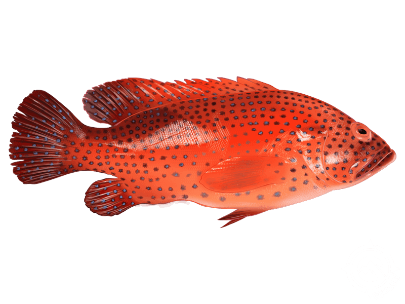 Learn About the Red Grouper – Fishing
