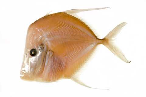 Learn About the Lookdown – Fishing