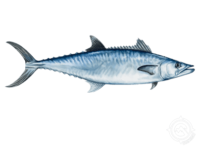 Learn About the King Mackerel – Fishing