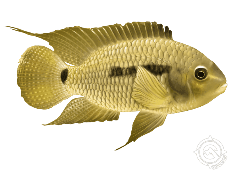 Learn About the Black Acara – Fishing | Guidesly