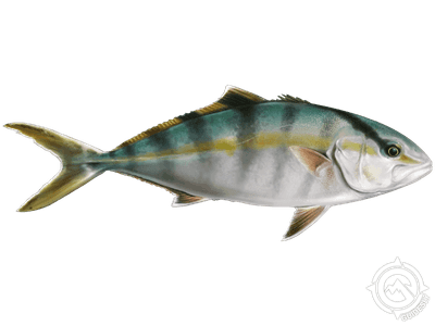 Learn About the Banded Rudderfish – Fishing