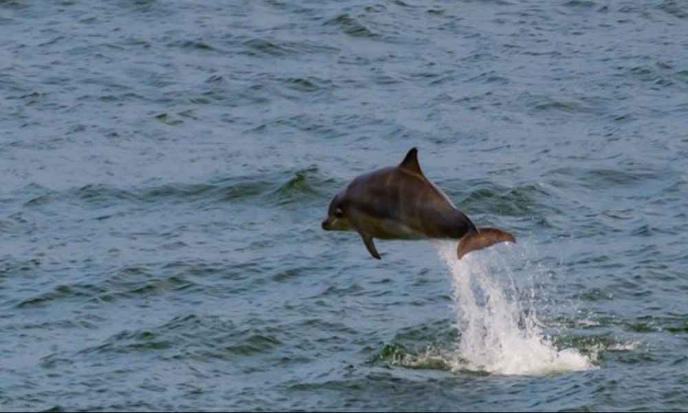 10 Fascinating Facts About Dolphins | Guidesly