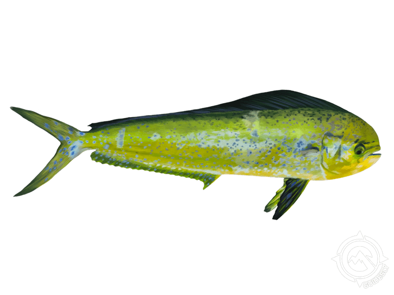 Learn About the Mahi Mahi or Common Dolphinfish – Fishing