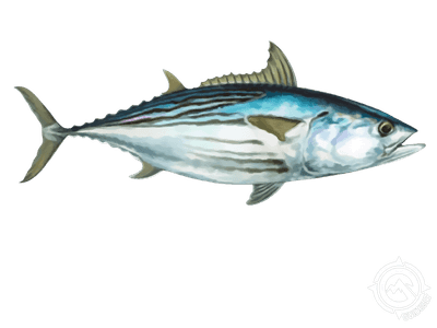 Learn About the Black Skipjack – Fishing