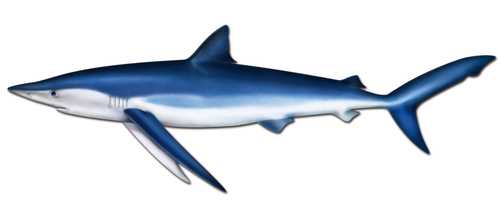 Learn About the Blue Shark – Fishing