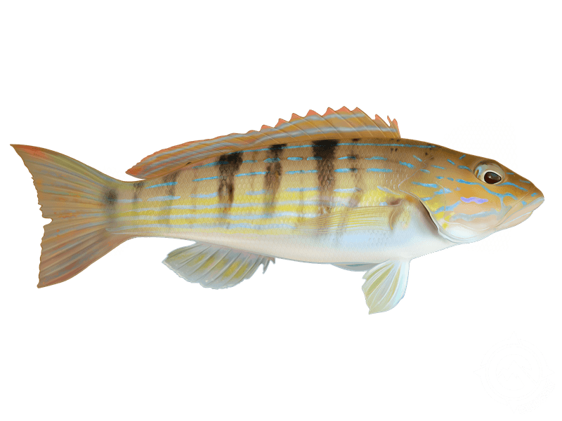 Learn About the Sand Perch – Fishing | Guidesly