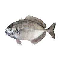 Learn About the Cottonmouth Jack – Fishing