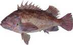 Learn About the Brown Rockfish – Fishing