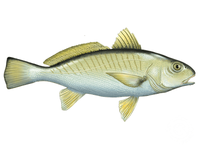 Learn About the Atlantic Croaker – Fishing