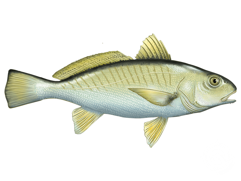 Learn About the Atlantic Croaker – Fishing