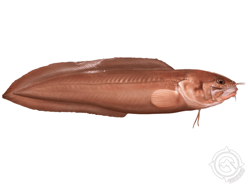 Learn About the Bearded Brotula – Fishing