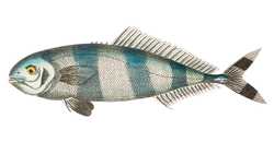 Learn About the Pilotfish – Fishing