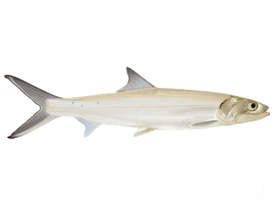 Learn About the Ladyfish – Fishing