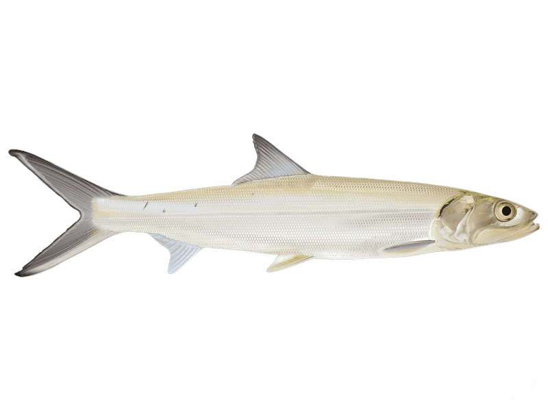 Learn About the Ladyfish – Fishing