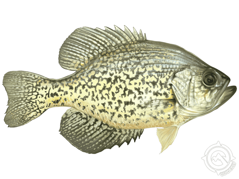 Learn About the Crappie – Fishing