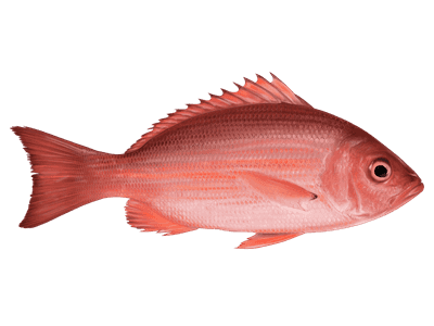 Learn About the Red Snapper – Fishing