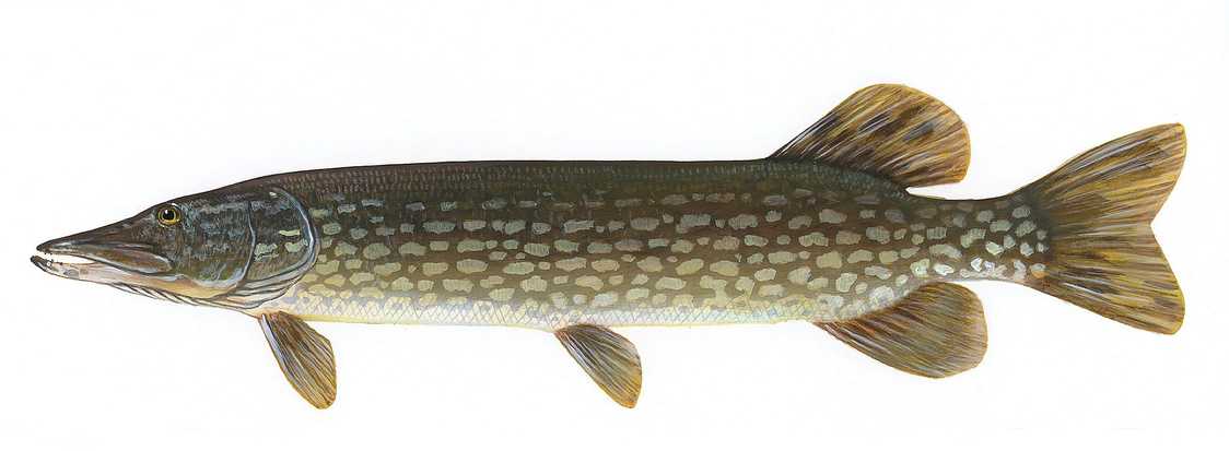 Learn About the Northern Pike – Fishing