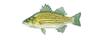 Learn About the Yellow Bass – Fishing