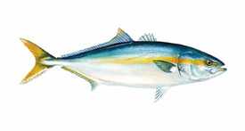 Learn About the Yellowtail Amberjack – Fishing